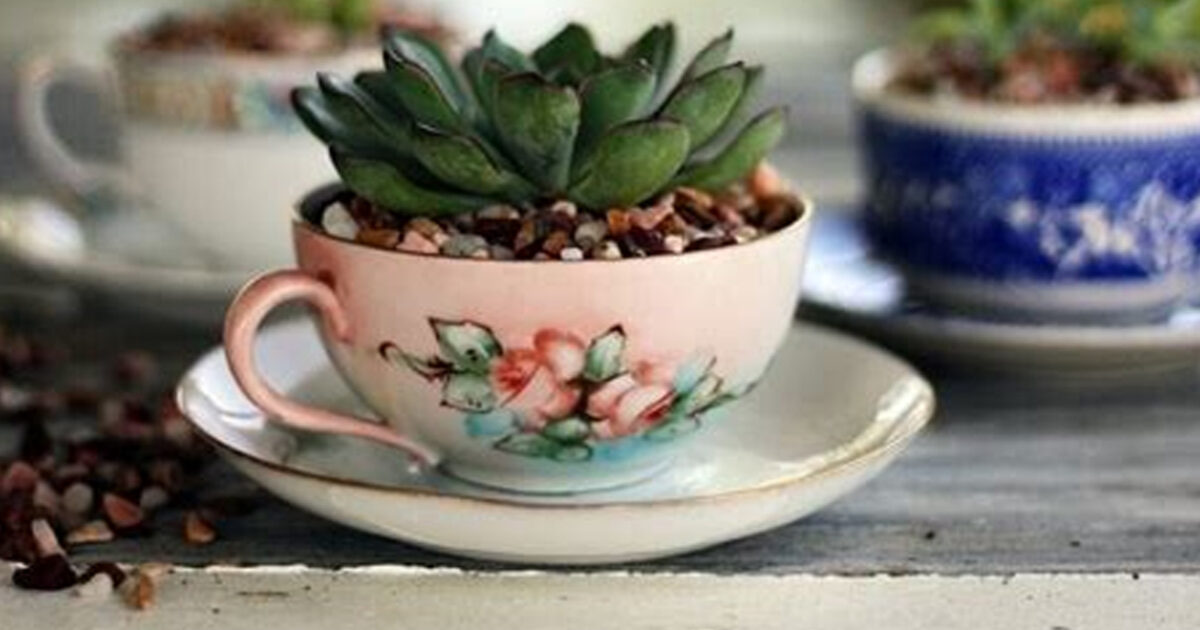 Teacup Succulent Garden Workshop | Cotuit Center for the Arts